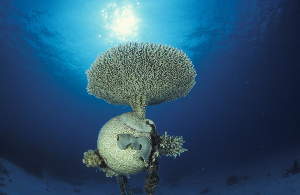 Great Barrier Reef - [GEO]