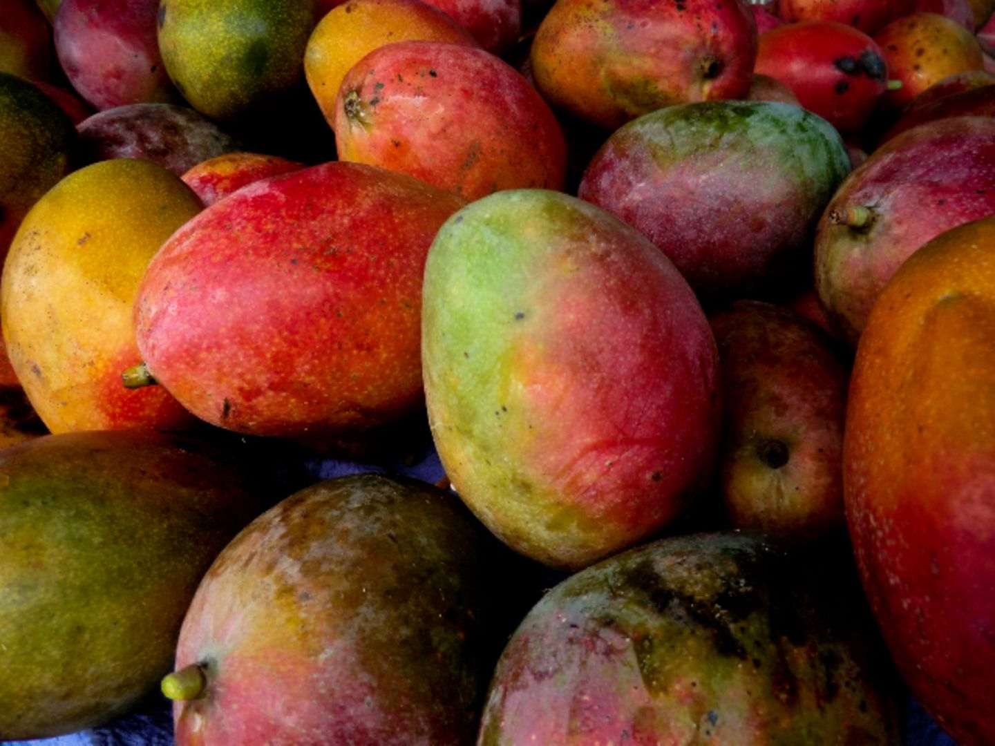 Amrai (Sao Paolo) - Bild 9 - [GEO]