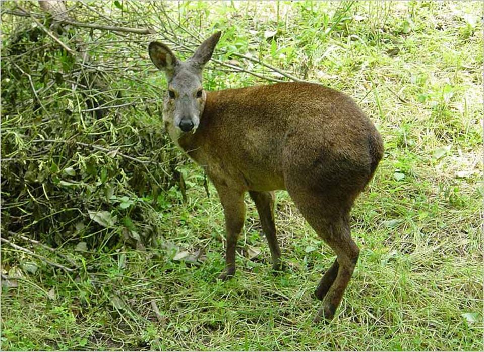 Moschustier (Moschus spp.) - [GEO]