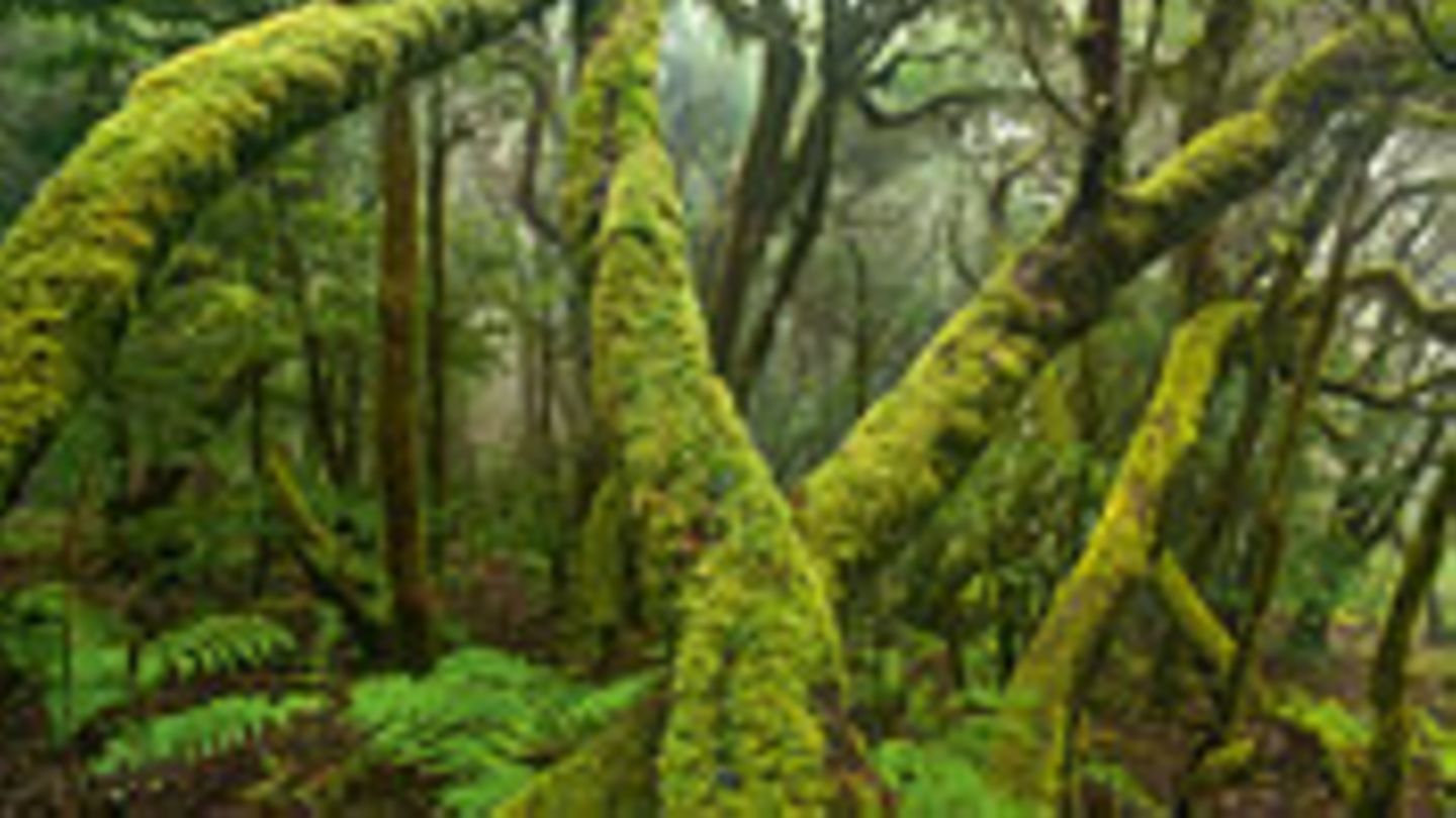 Europas wilde Wälder - [GEO]