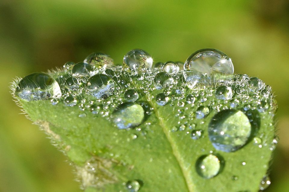 Regentropfen - [GEO]