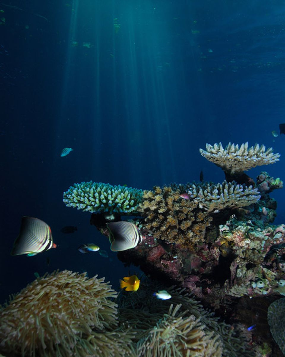 Fotogalerie: "Planet Ocean" - Bild 9 - [GEO]