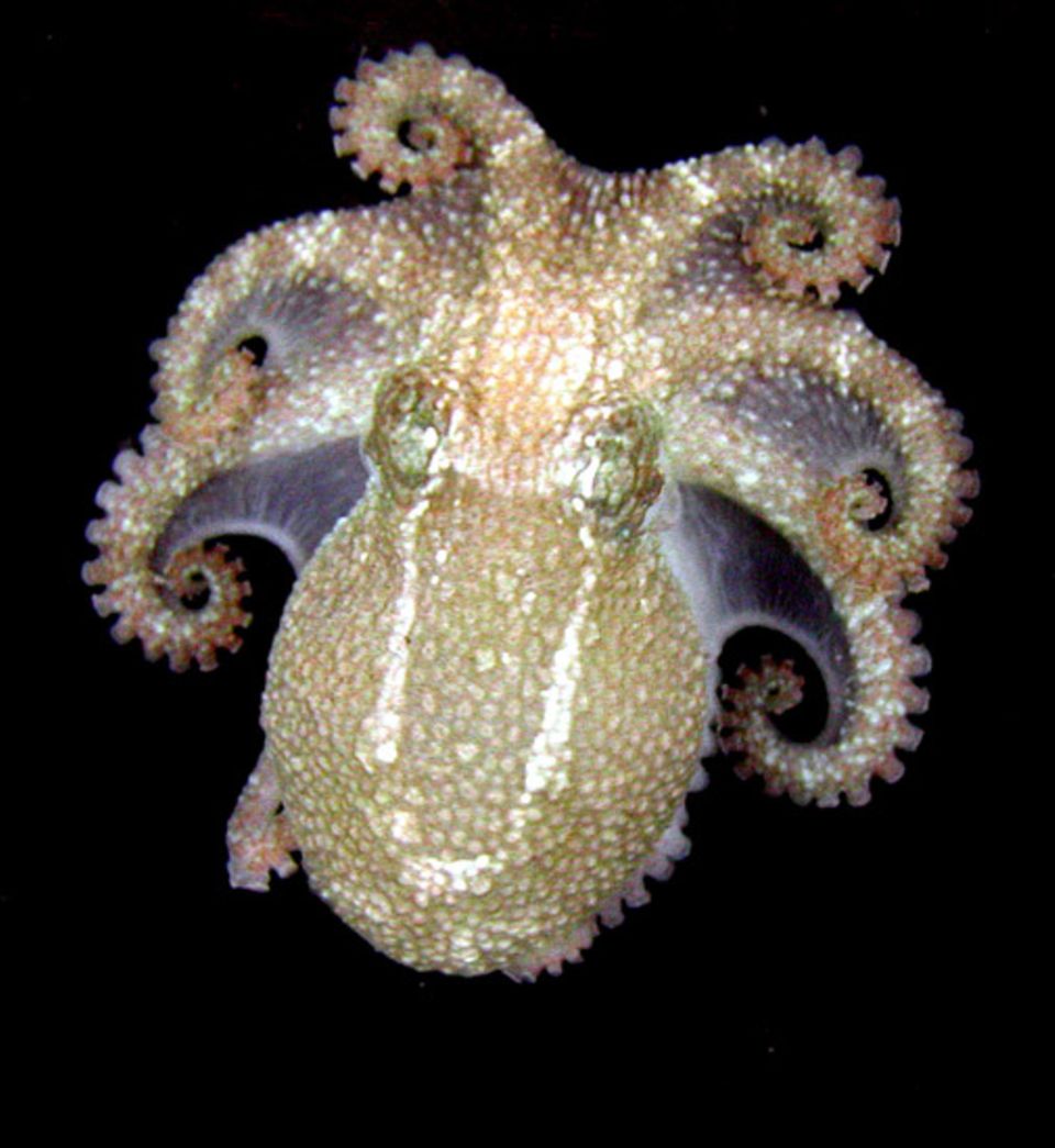 Fotogalerie: Kraken - Bild 8 - [GEO]