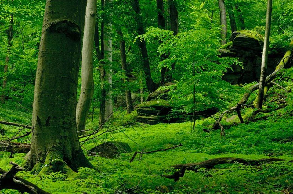 Fotogalerie: Urwald in Österreich - [GEO]