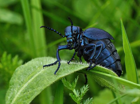 Fotogalerie: Biologische Vielfalt - Bild 7 - [GEO]