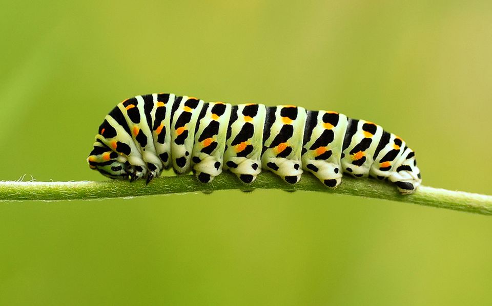 Schmetterlingsraupe - [GEO]
