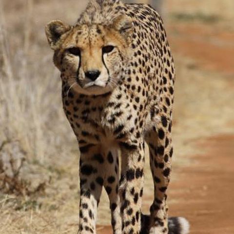 Der Gepard: Infos zur Raubkatze im Tierlexikon - [GEOLINO]