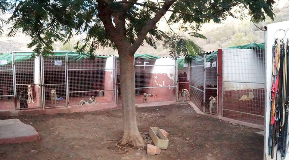 Tierschutz: Neues Leben für Streunerhunde - [GEOLINO]