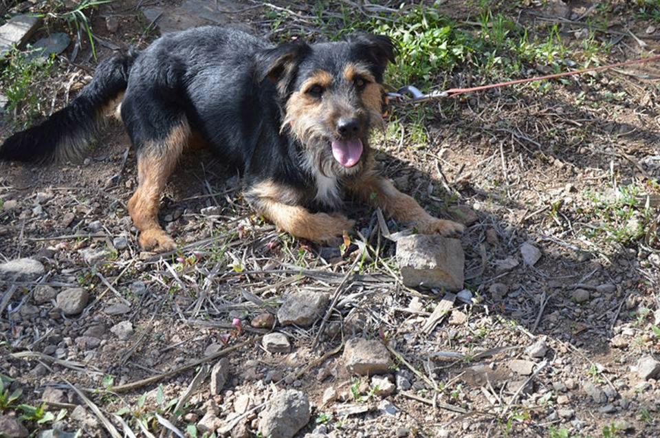 Tierschutz: Neues Leben für Streunerhunde - Bild 13 - [GEOLINO]