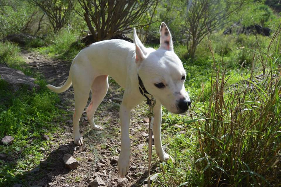 Tierschutz: Neues Leben für Streunerhunde - Bild 15 - [GEOLINO]