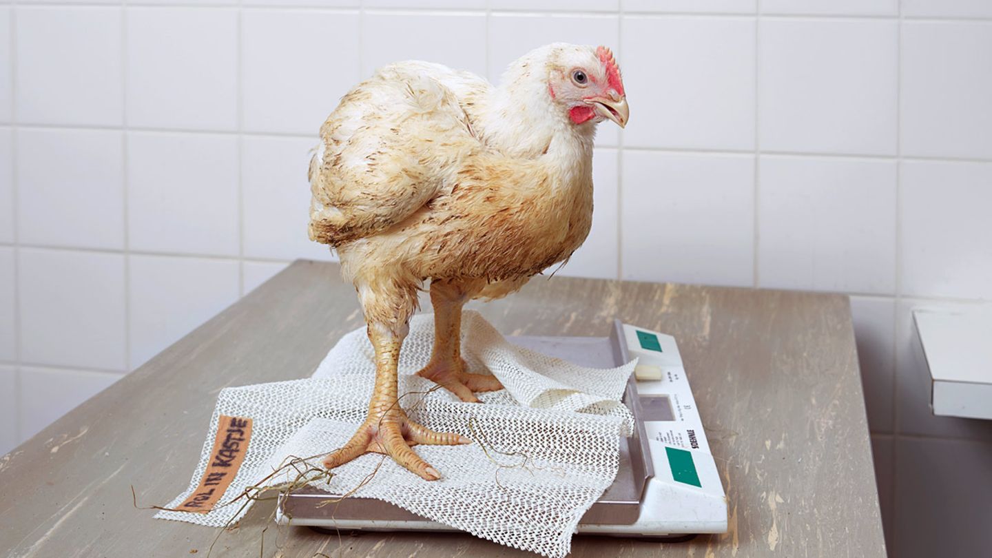 Chicken Nuggets - [GEO]