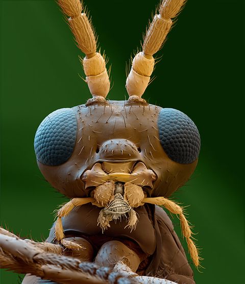 Fotogalerie: Im Wunderland der Kleinsten - [GEO]