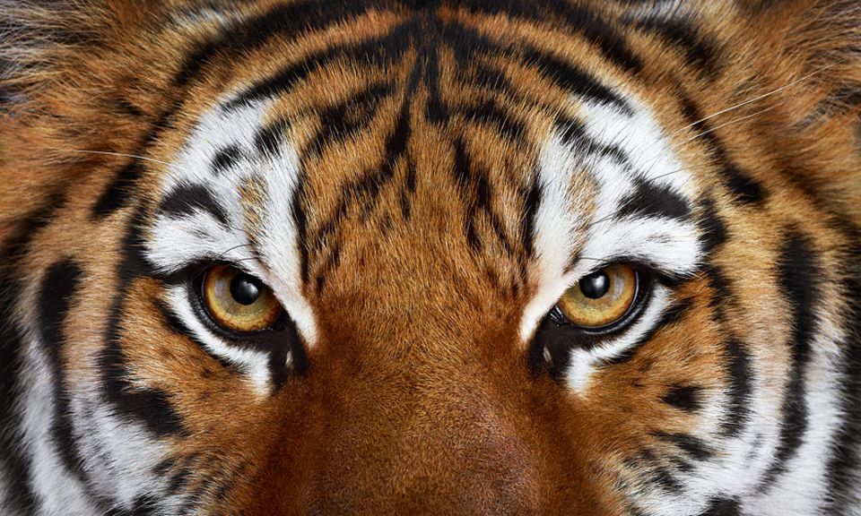 Sibirischer Tiger - [GEO]