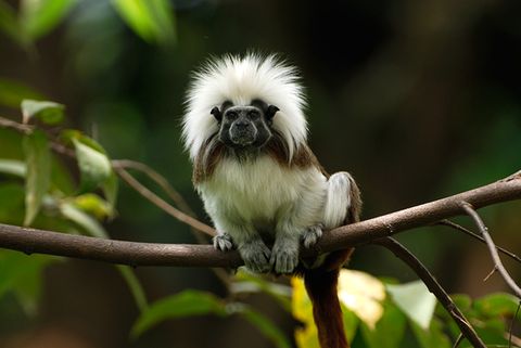Affenarten im Porträt: "Die Welt der Affen" - [GEO]