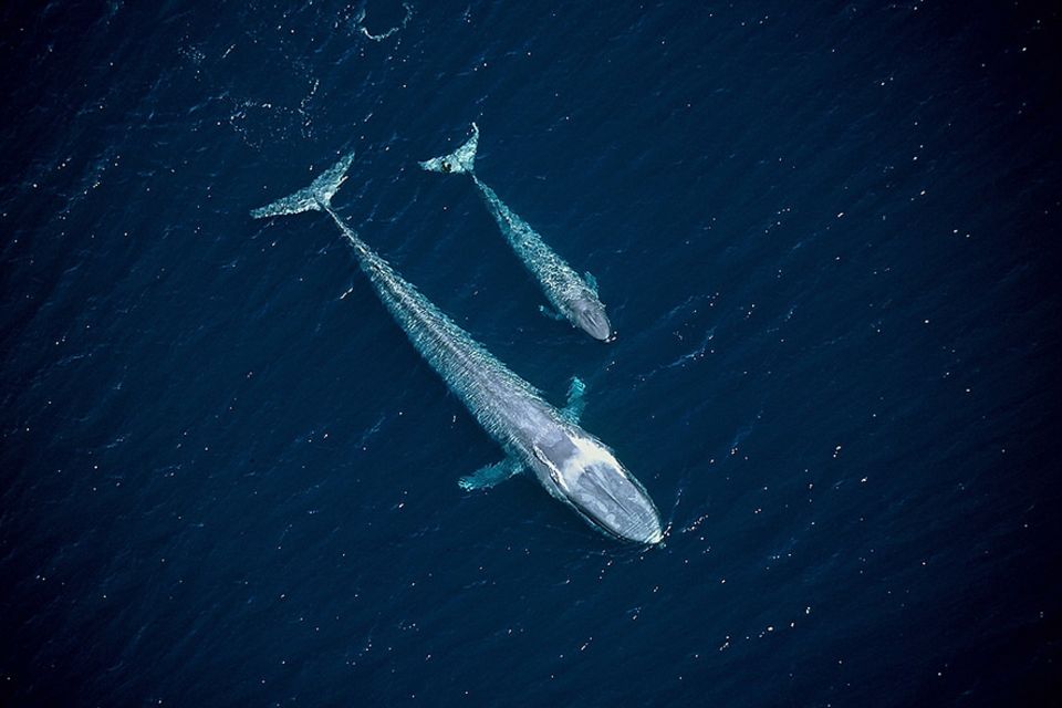 Blauwal mit Kalb - [GEO]