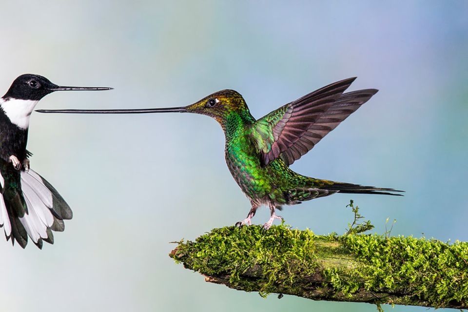Spannende Kolibrin De Erfahrungen Fotos