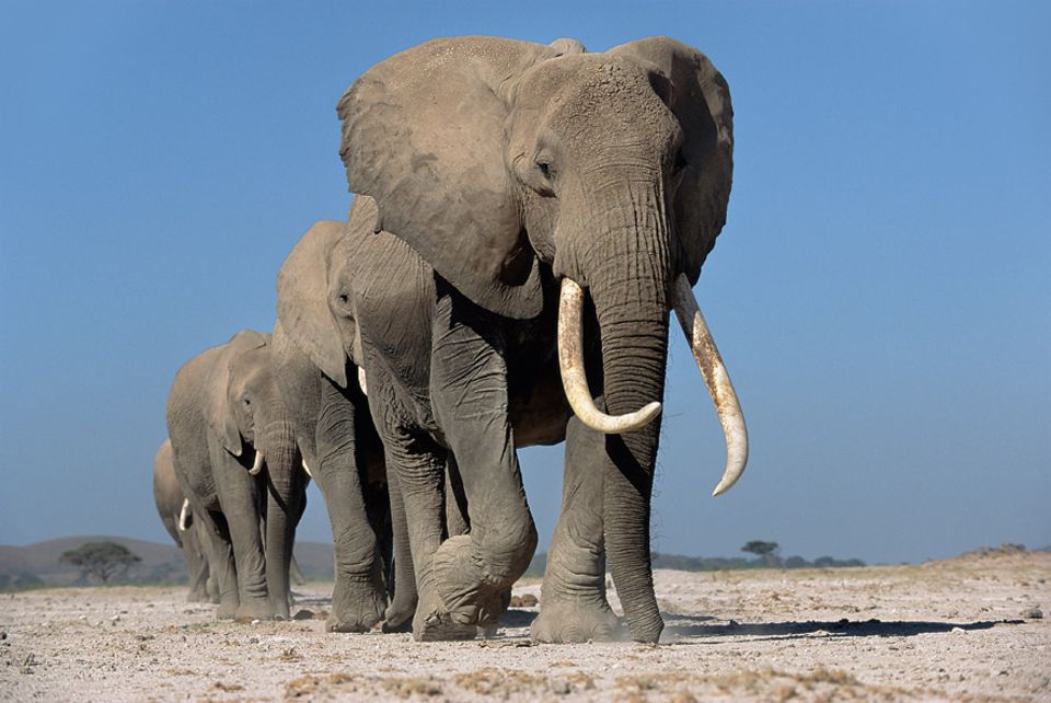 Elefanten. Martyn Colbeck, Großbritannien 2005 - [GEO]