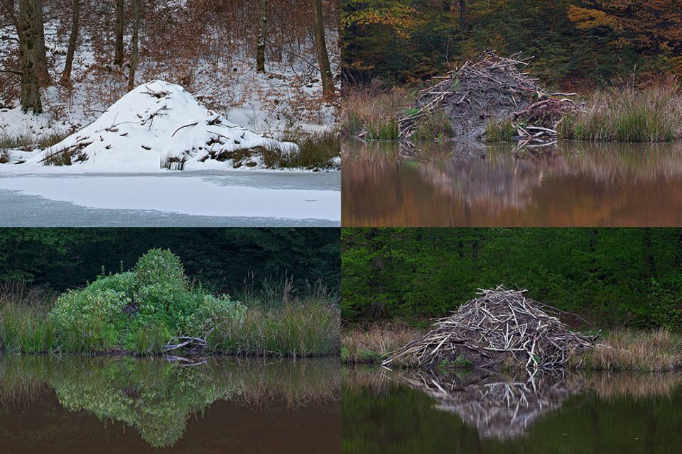 Biberburg im Wechsel der Jahreszeiten - [GEO]