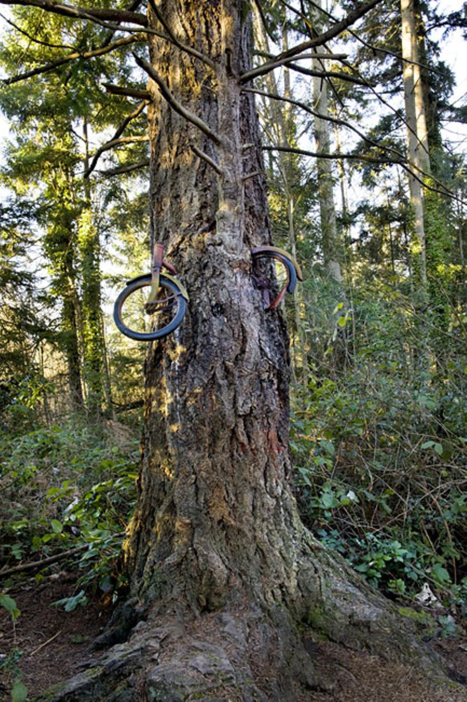 Das "Tree Bike" von Vashon Island, Washington - [GEO]