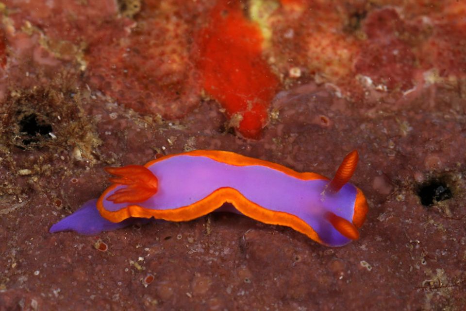 Philippinen: Mehr als 100 neue Tierarten entdeckt - [GEO]