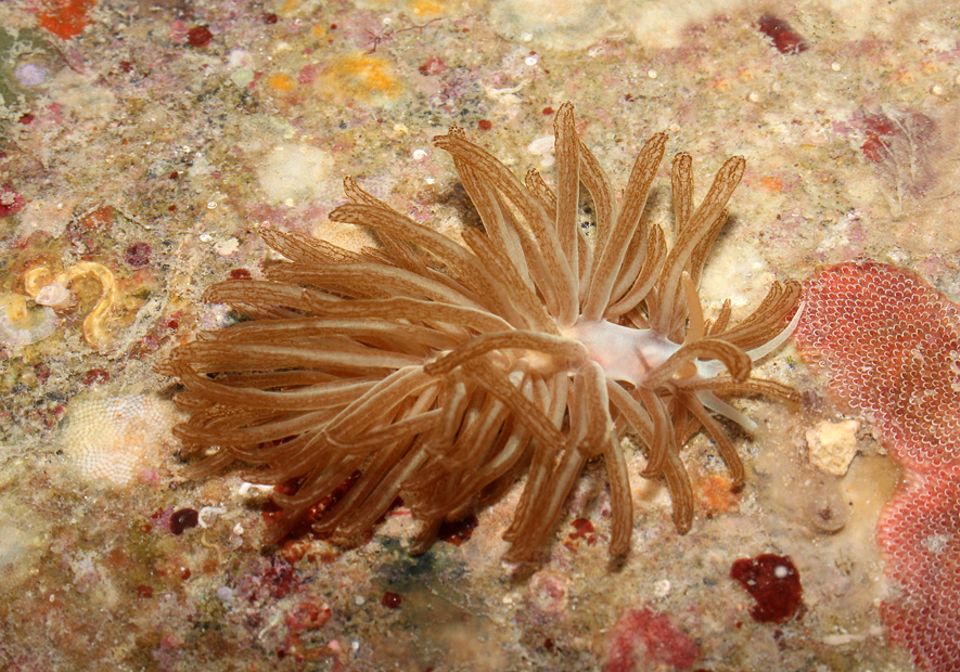 Phyllodesmium - [GEO]