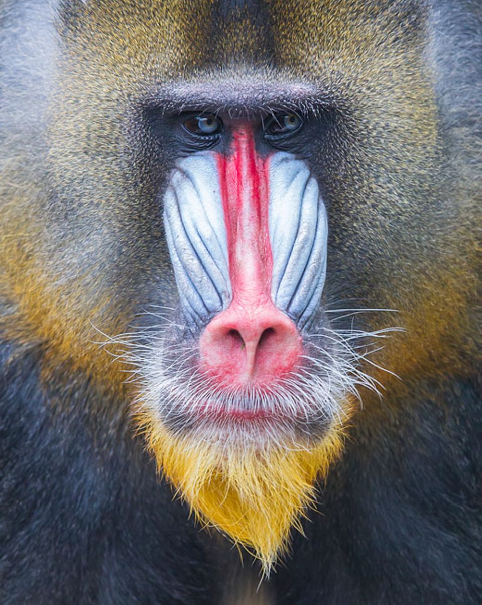 Mandrill: Blau als Statussymbol - [GEO]