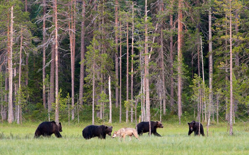 Zwei Jäger, aber keine Feinde - [GEO]