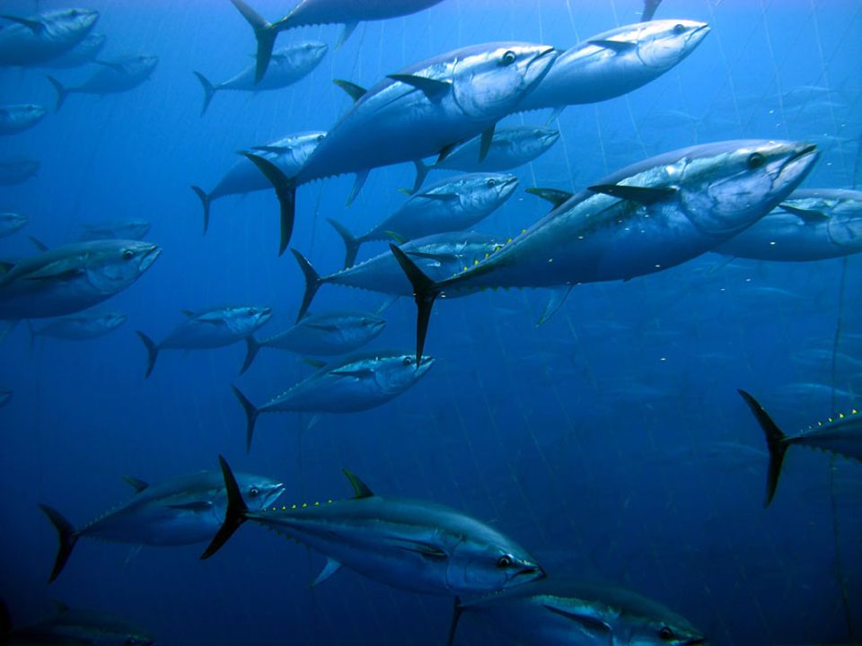 Roter Thun (Thunnus thynnus) - [GEO]