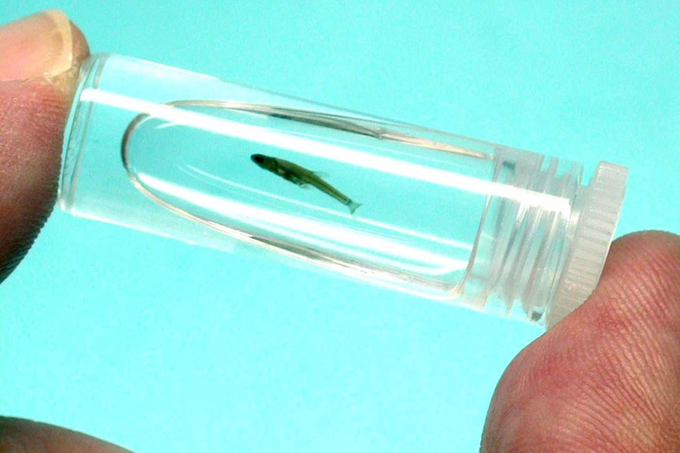 Kleinster Fisch - [GEO]