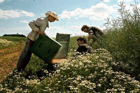 Beruf: Imker - [GEOLINO]