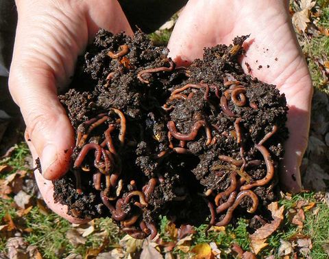Erdreich: Es wimmelt im Boden - [GEOLINO]