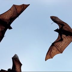 Flughunde: Steckbrief im Tierlexikon - [GEOLINO]