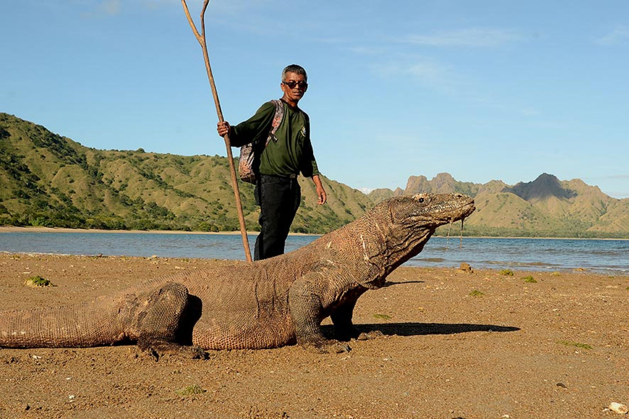 Komodowarane Lebensraum