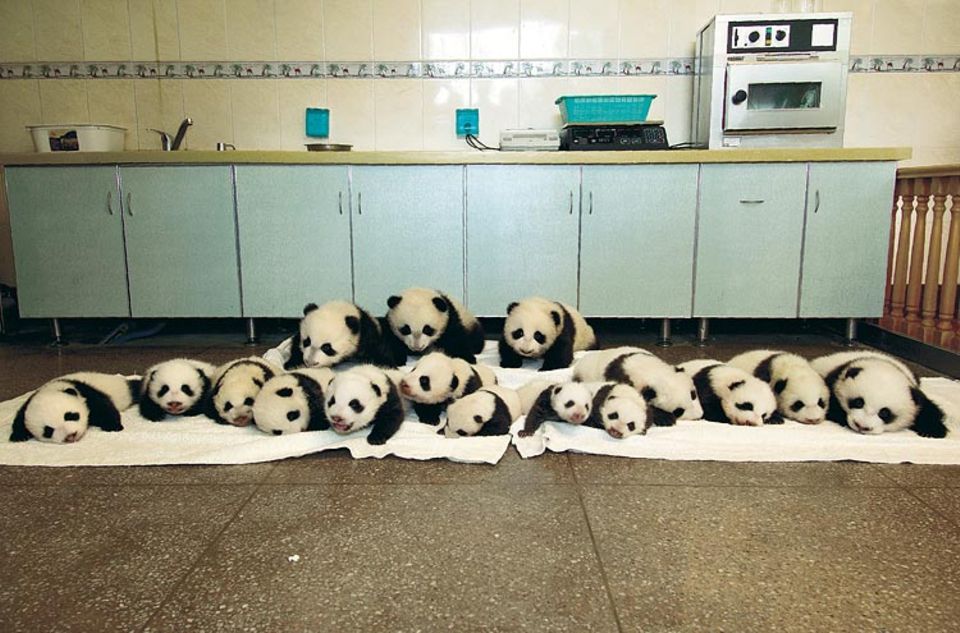 Fotoshow: Pandabären - Bild 4 - [GEO]