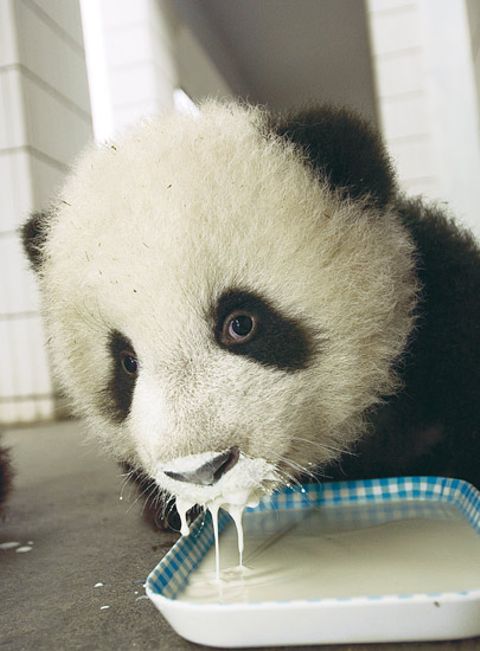 Fotoshow: Pandabären - Bild 6 - [GEO]