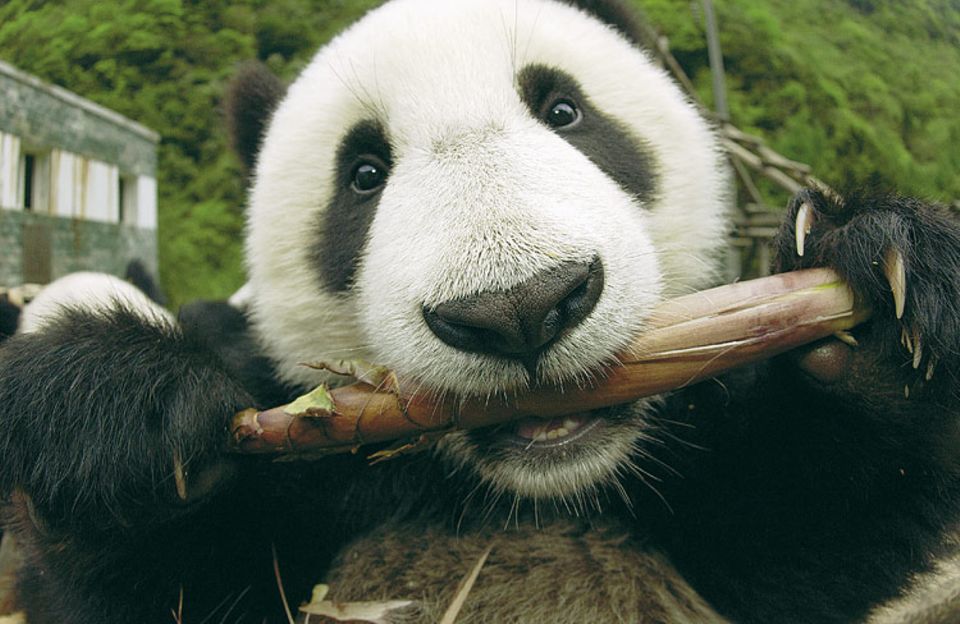 Fotoshow: Pandabären - Bild 8 - [GEO]
