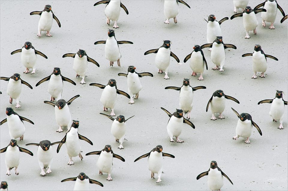 Fotoshow: Pinguine - [GEO]