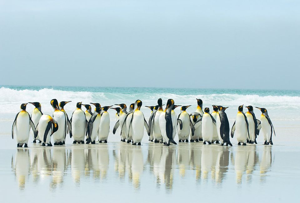 Fotoshow: Pinguine - Bild 6 - [GEO]