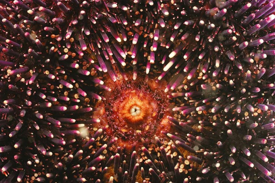 Seeigel-Mund - [GEO]