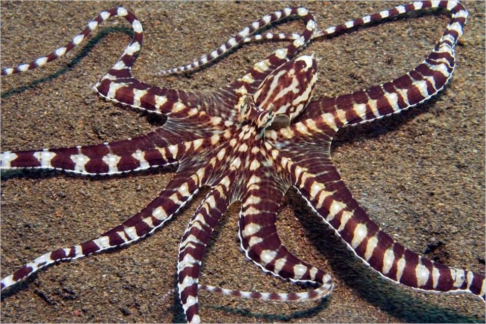 Kraken: So verblüffen sie die Forschung - [GEO]