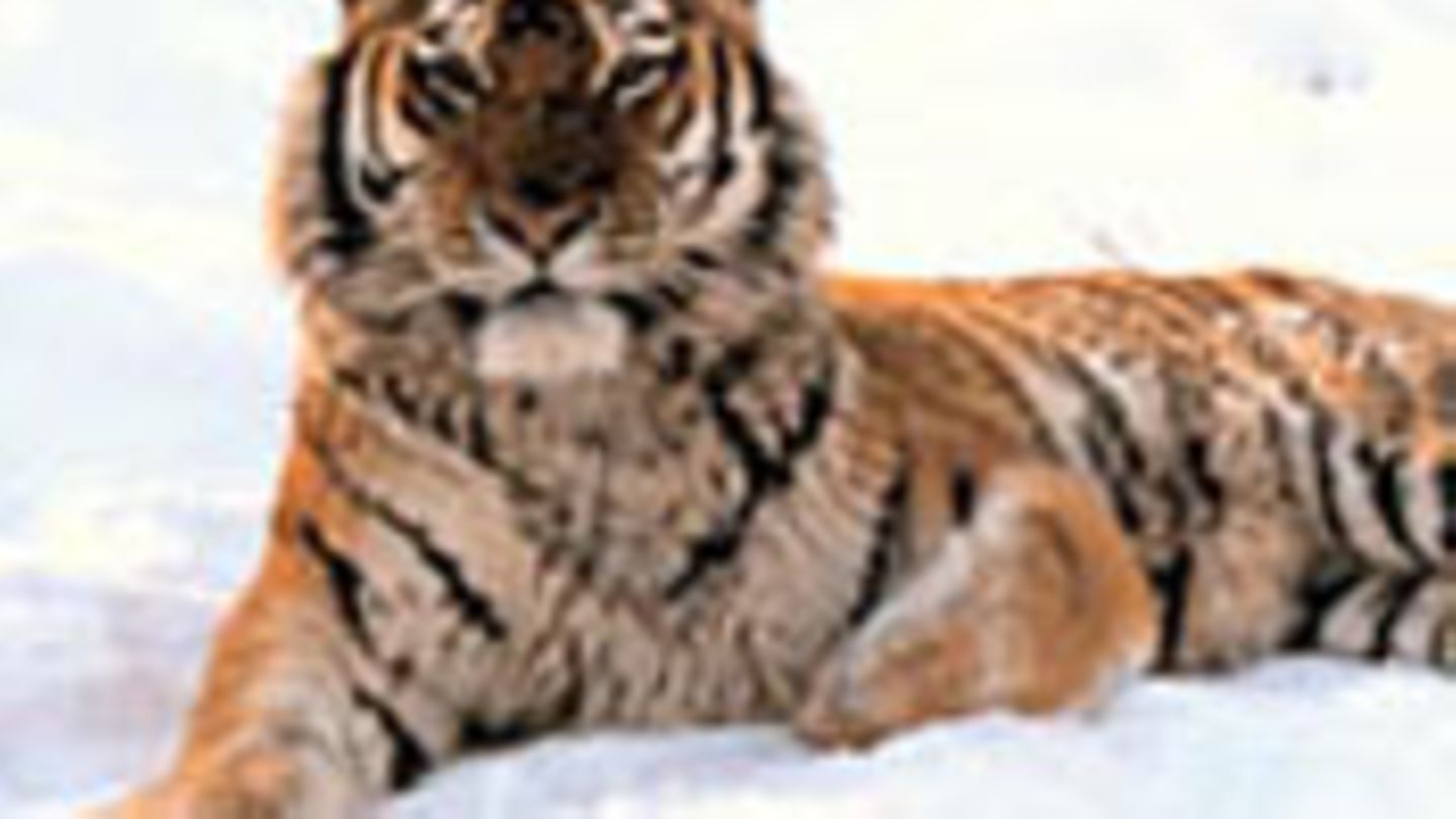Einsatz für den Amur-Tiger - [GEO]
