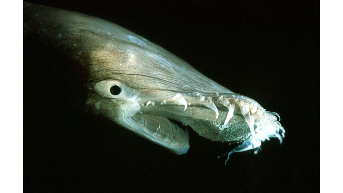 Tiefsee: Leben im Dunkeln - [GEOLINO]