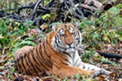 Sibirischer Tiger: Tierlexikon - [GEOLINO]