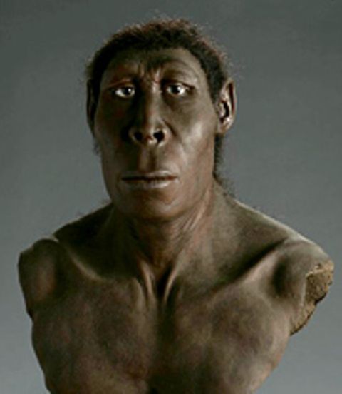 Geschichte: Die Evolution des Menschen - [GEOLINO]