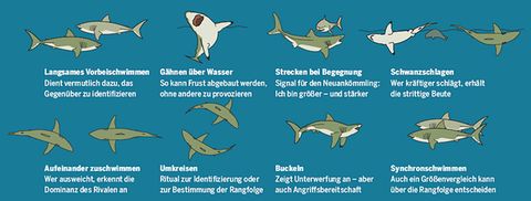 Was Forscher über den Hai wissen - [GEO]