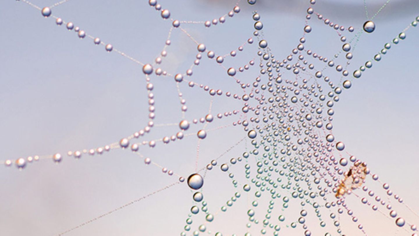 Nr. 12: Spinnennetz - [GEO]