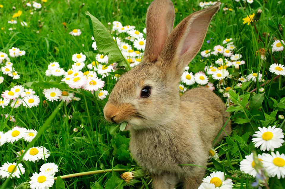 Mein Name ist Hase, ich weiß von nichts - [GEOLINO]