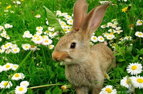 Mein Name ist Hase, ich weiß von nichts - [GEOLINO]