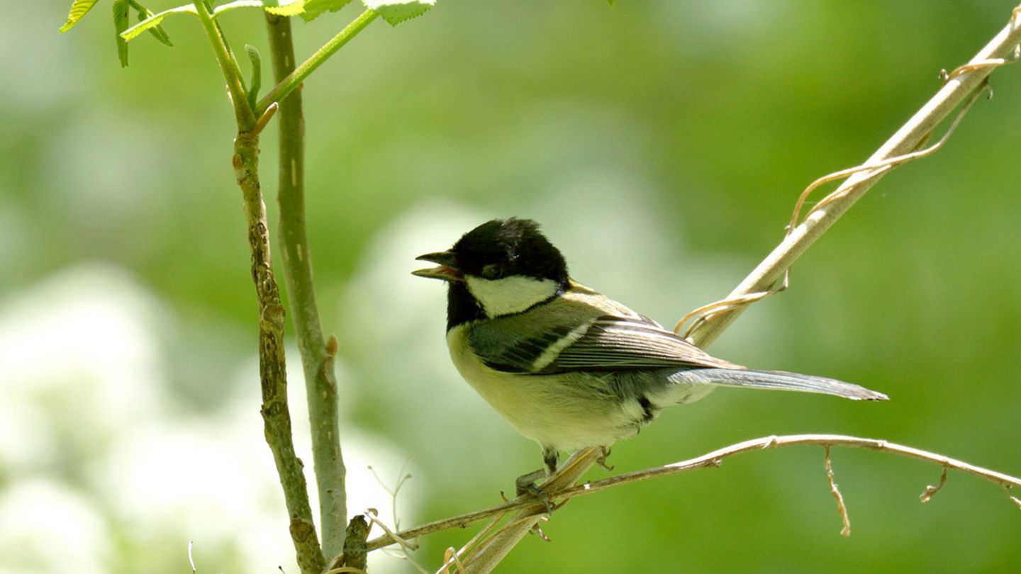 Biologie: Zwitschern Vögel in ganzen Sätzen? - [GEO]