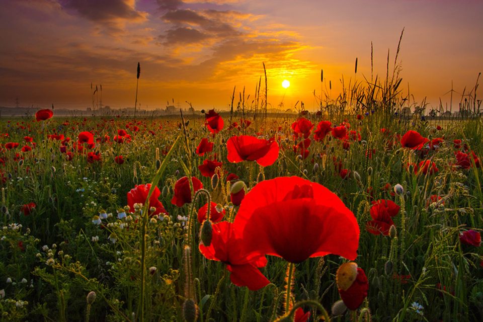 GEO Leserfoto: Die besten Leserfotos: Juni 2016 - Bild 9 - [GEO]